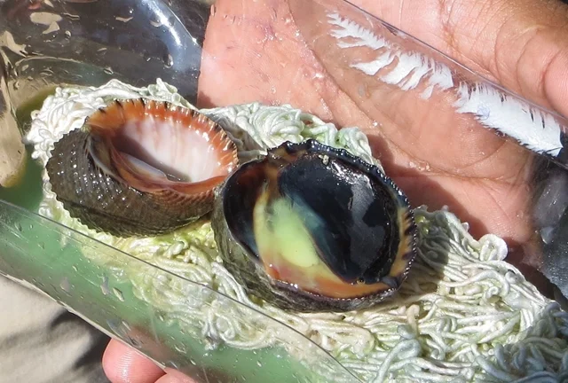 Milking Of The Murex Snail At Ventanas Beach - Ballena Tales Magazine ...
