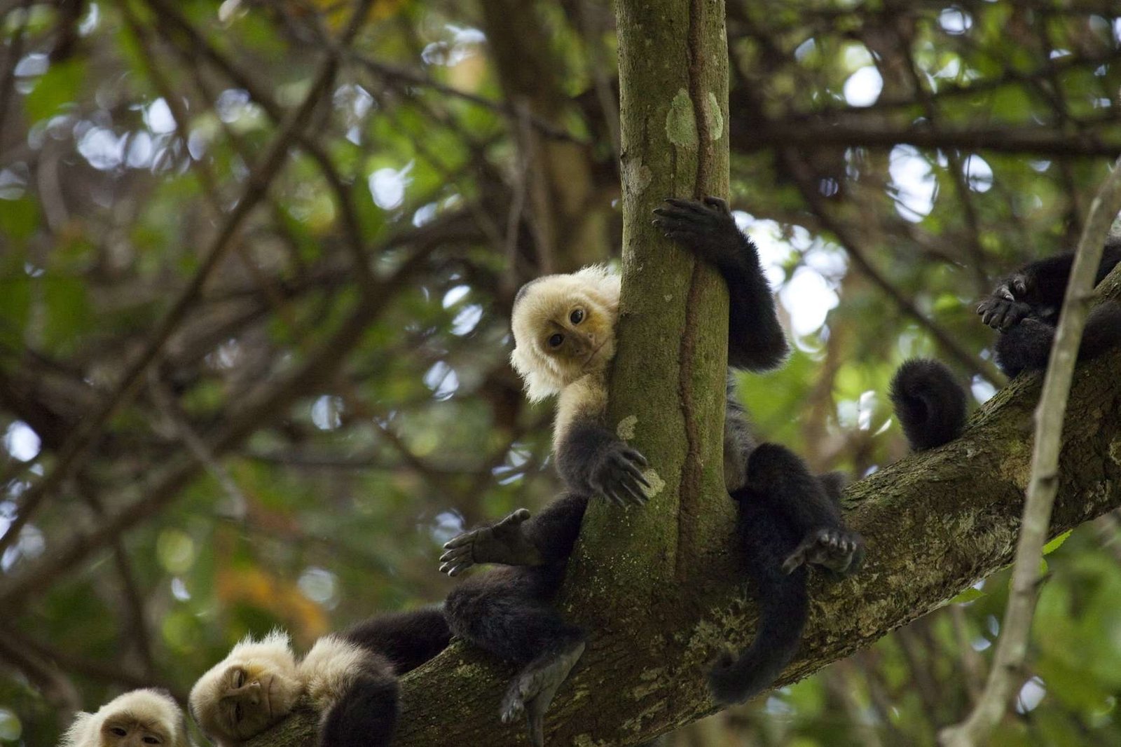 The Strange Behavior Of A Gang Of Teenage Monkeys - Ballena Tales ...